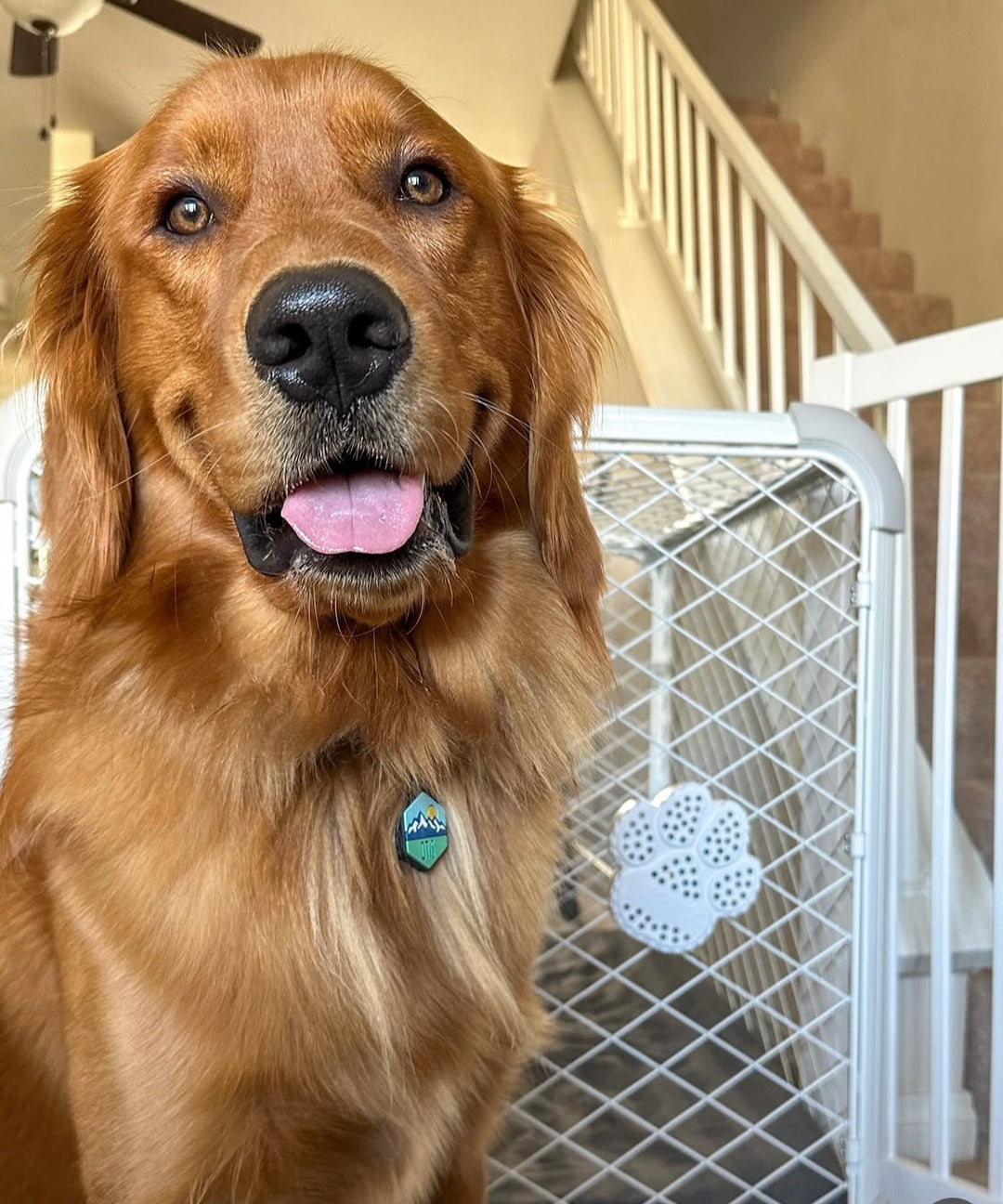 Rescue Retriever is the best smoke detector for pets. Battery operated
